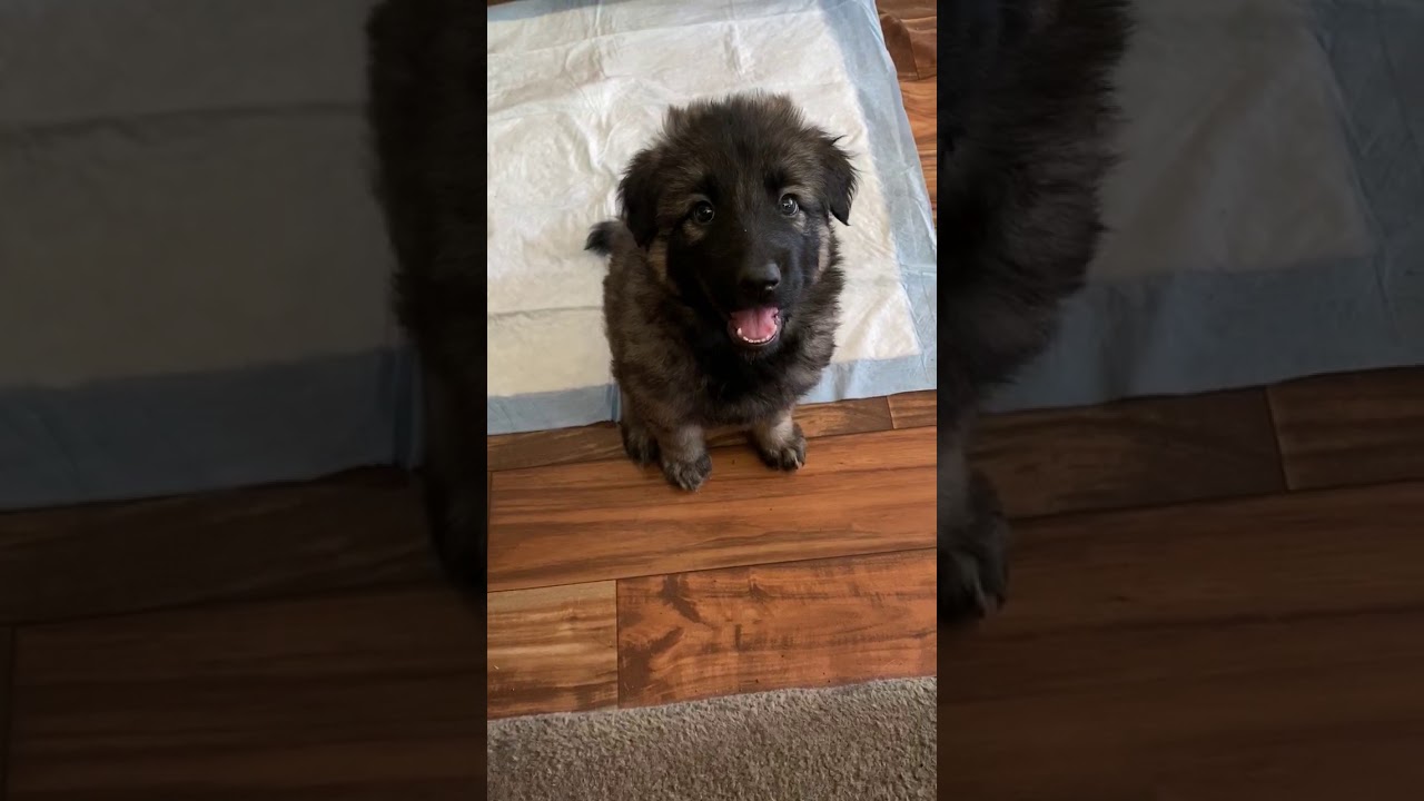 Video of Puppy Number Three - YouTube