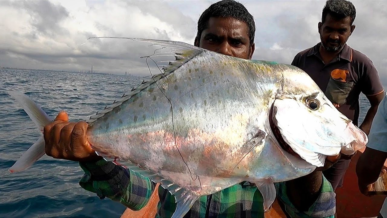 Diamond Trevally Fish Caught in Sea - YouTube
