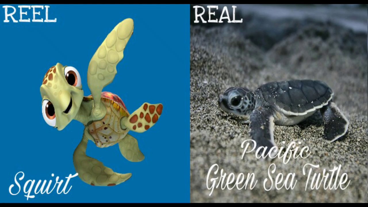 ☆Finding DORY all characters in REAL LIFE☆ #Reel and Real (R&R) - YouTube