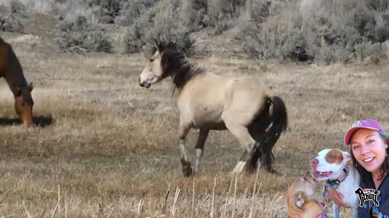 Grumpy Stallion Strikes Again! Watching The Wild Horses. #wildhorses ...