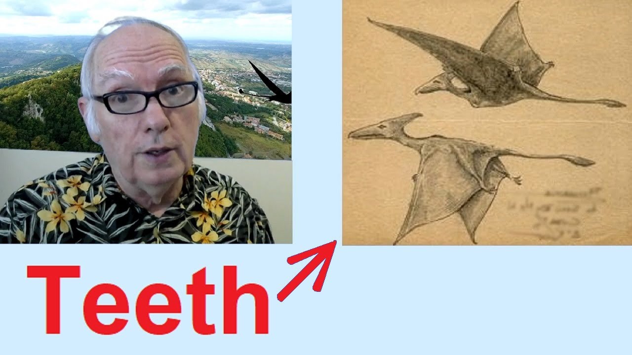 Pterodactyl Teeth and Ropen Sightings - YouTube