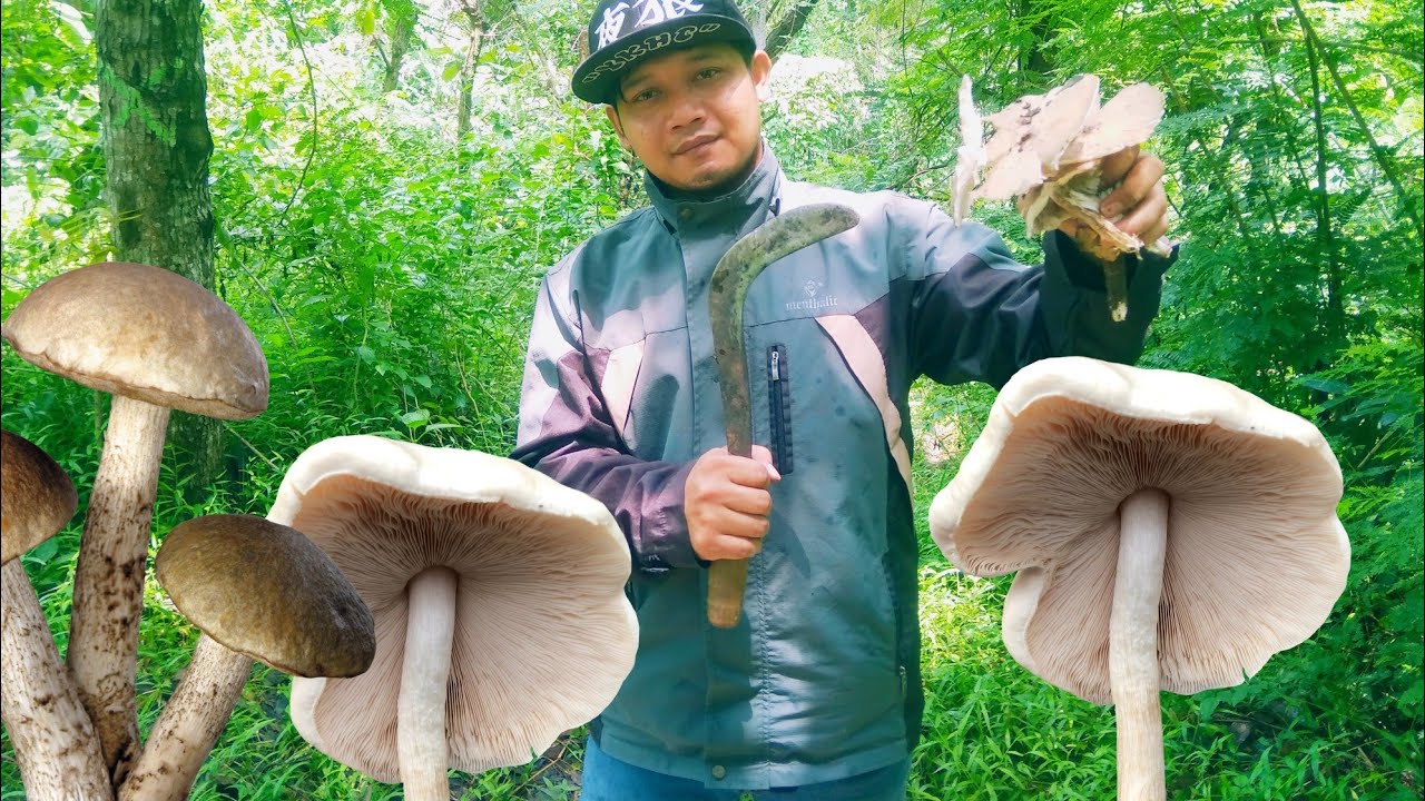 Panen Jamur Barat Liar di Hutan - YouTube