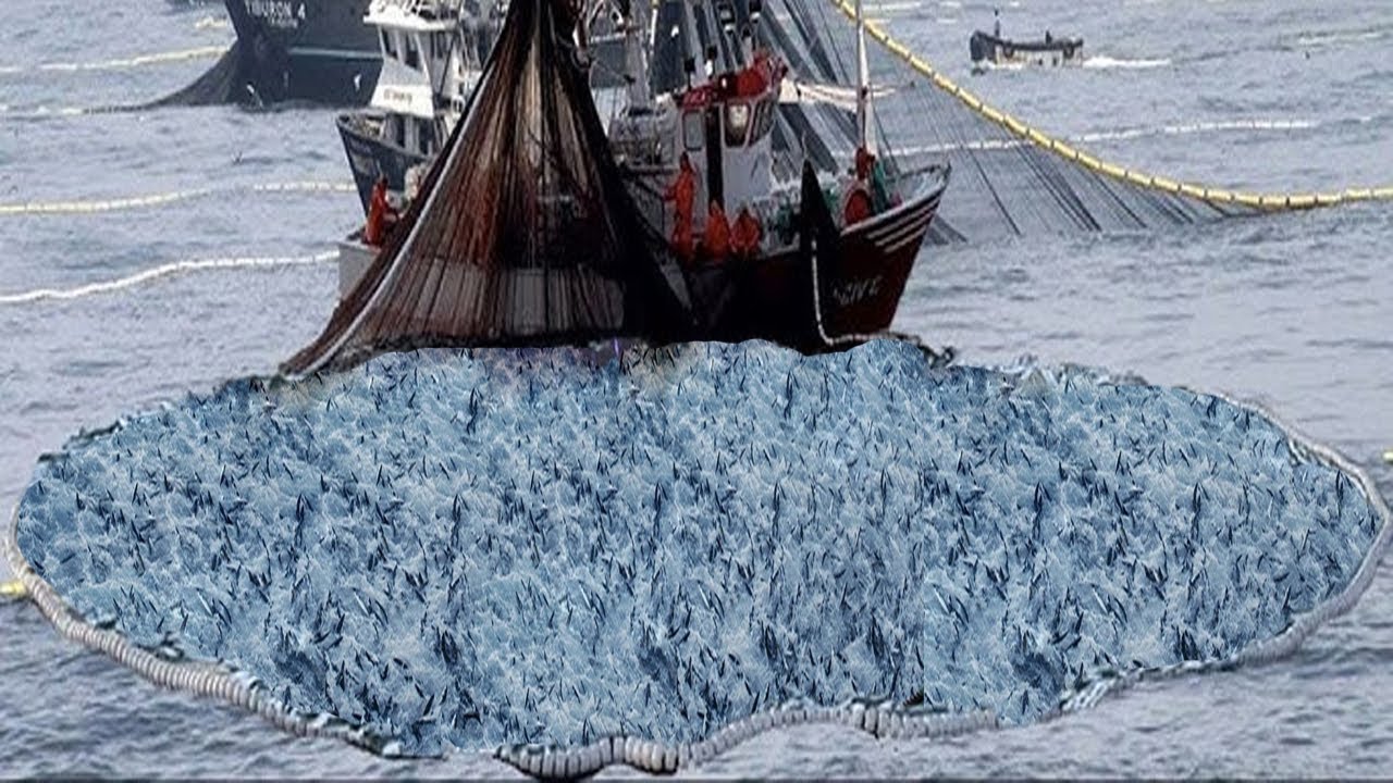 Life On Largest Vessel Commercial Net Fishing - Caught too many ...
