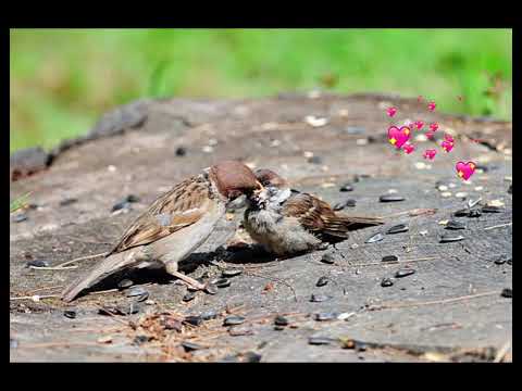 Gauriya house sparrow needs our attention/ save gauriya.