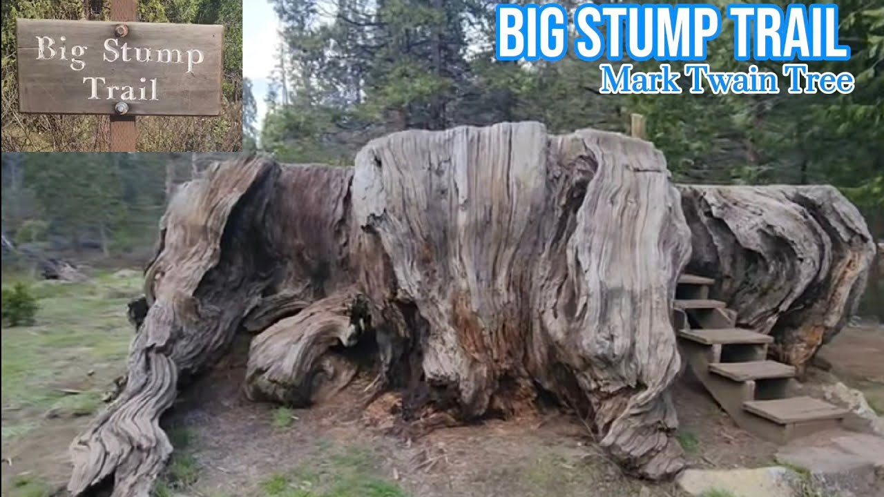 Largest Redwood Stump