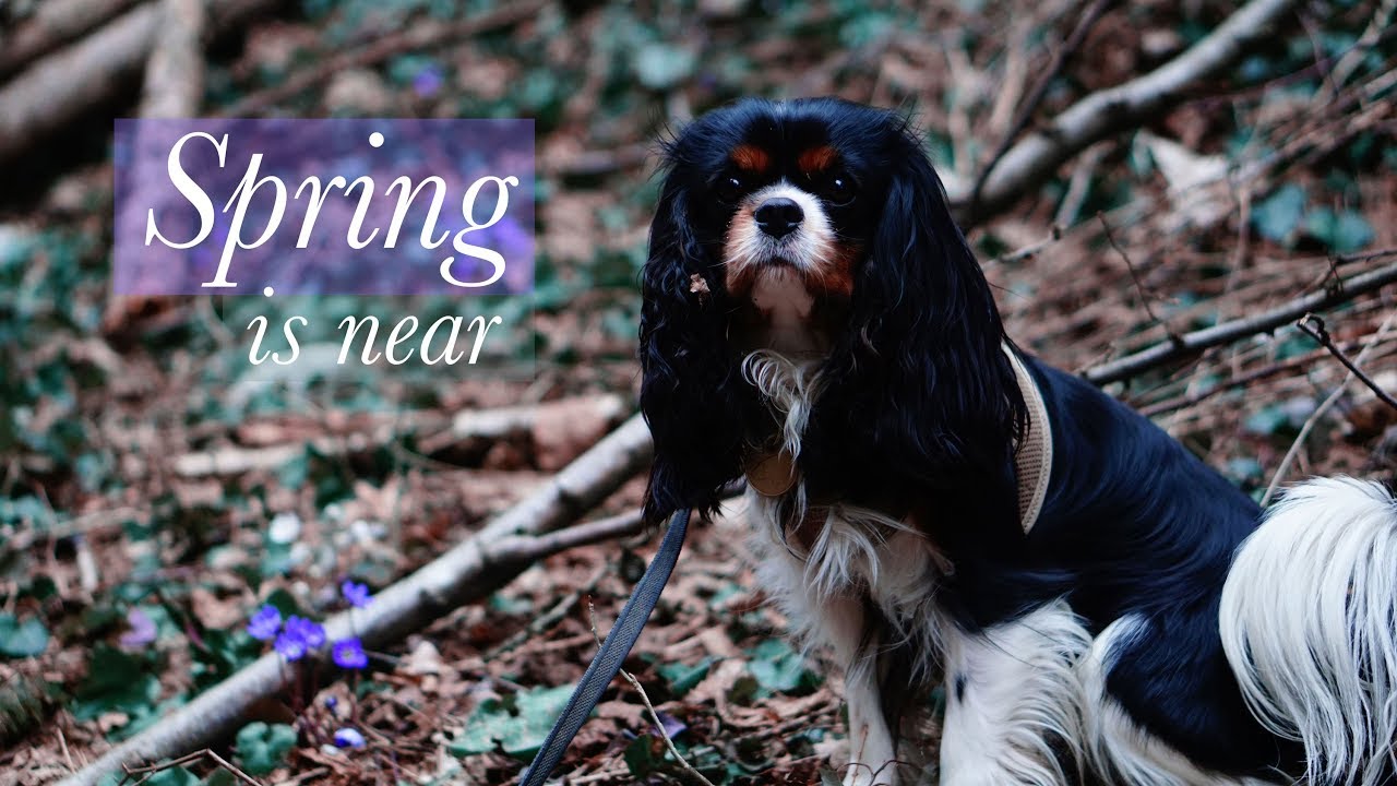 Almost Spring-Walk | Cavalier King Charles Spaniel - YouTube