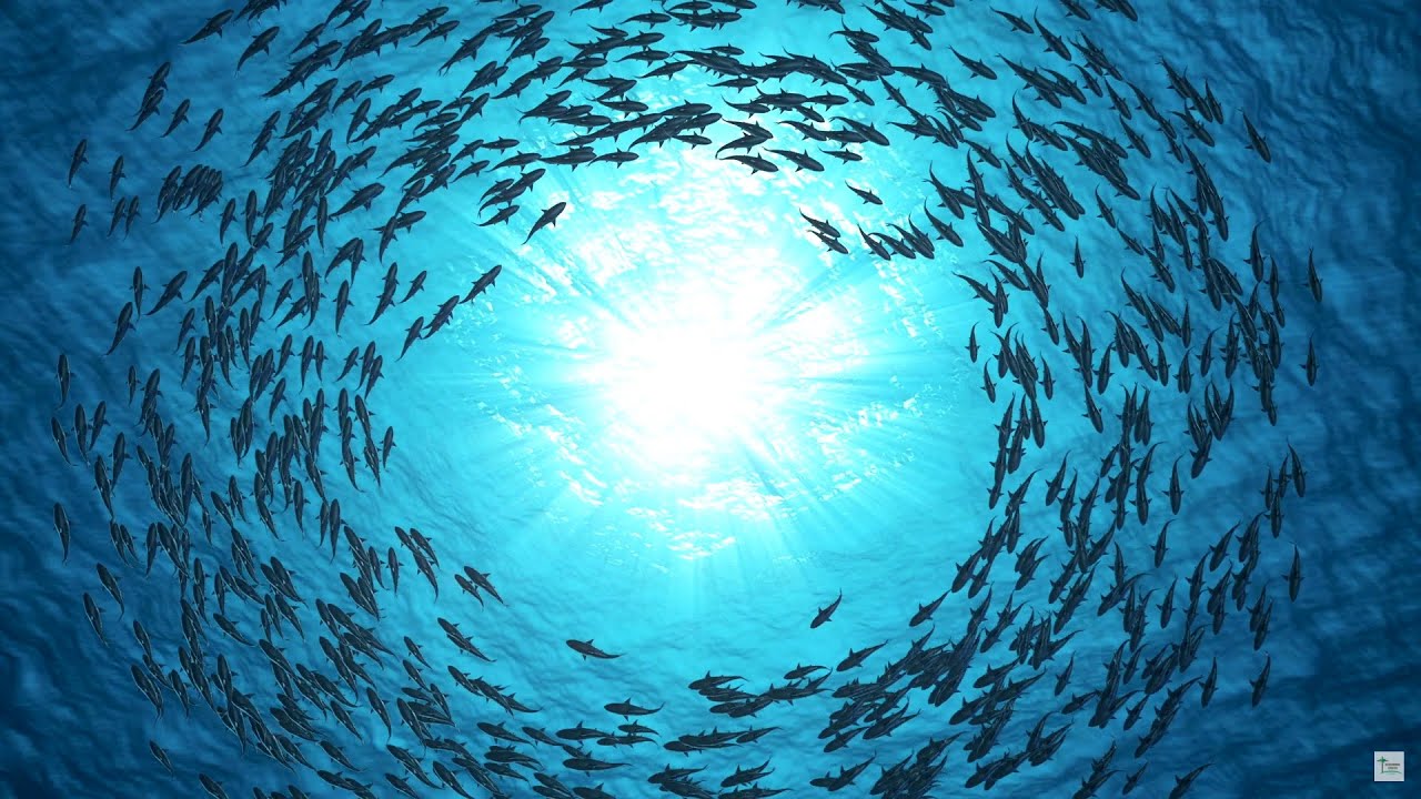 Part 8: Can a Fish Transform into a Human? - YouTube