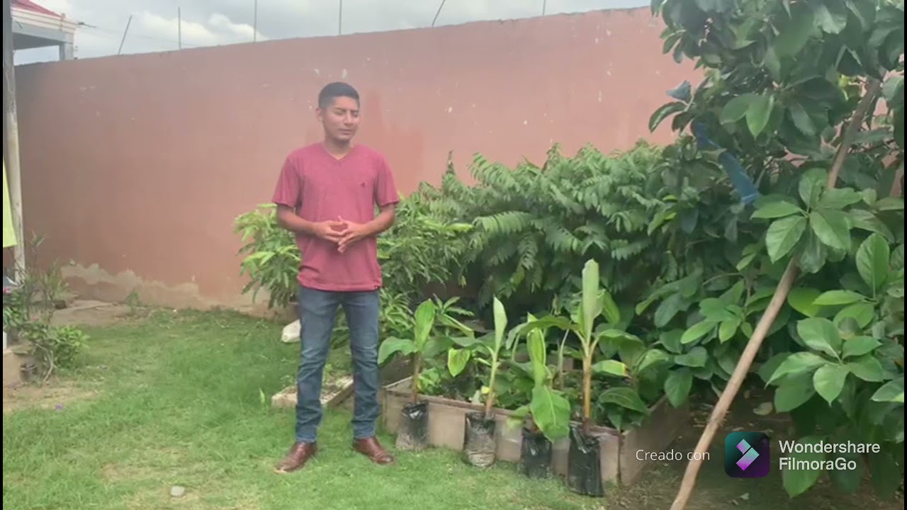 Cultivo de plátano Germinación de yemas variedad curare Enano - YouTube