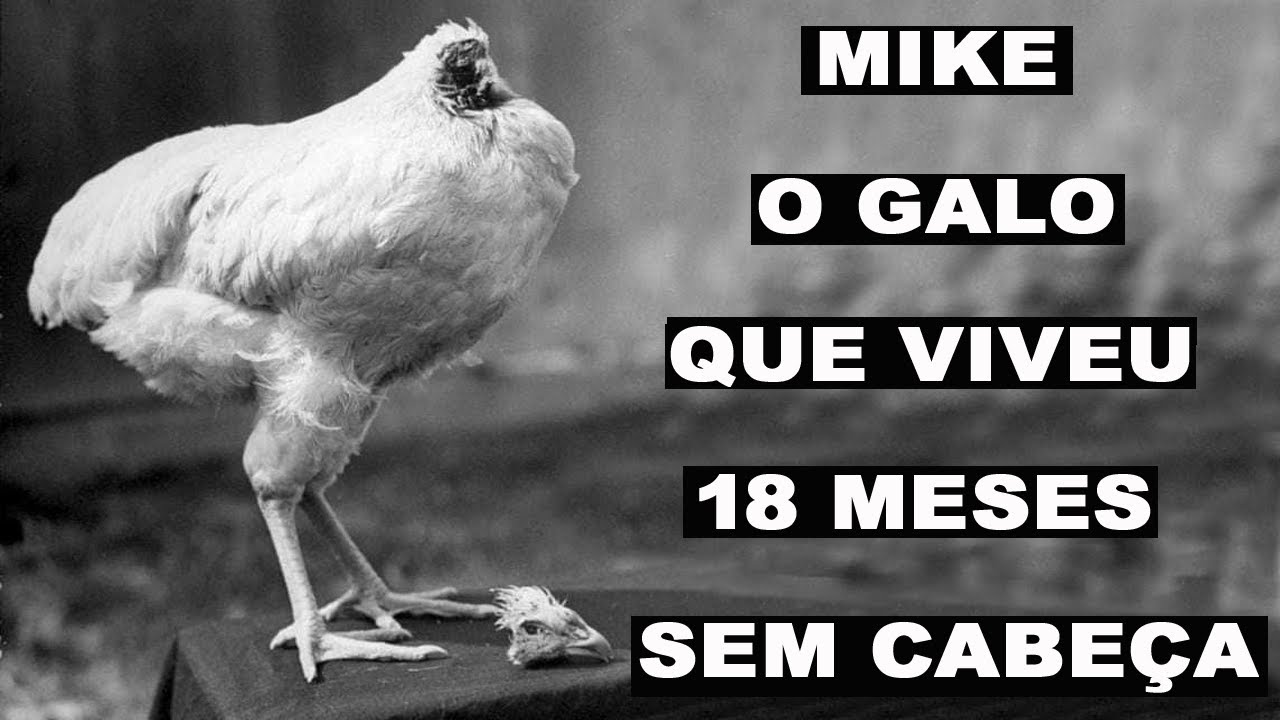 MIKE, O FRANGO QUE VIVEU SEM CABEÇA - YouTube