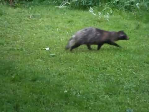 Supikoira (Nyctereutes procyonoides) - YouTube