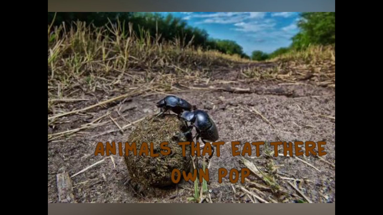 Animals that eat poo - YouTube