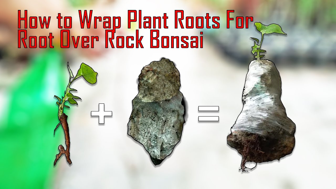 How To Wrap Plant Roots For Root Over Rock Bonsai Style - YouTube