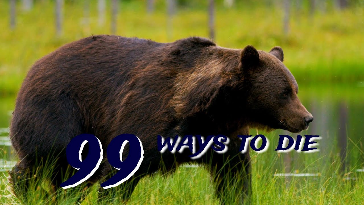 #33 - Bear Attack - YouTube