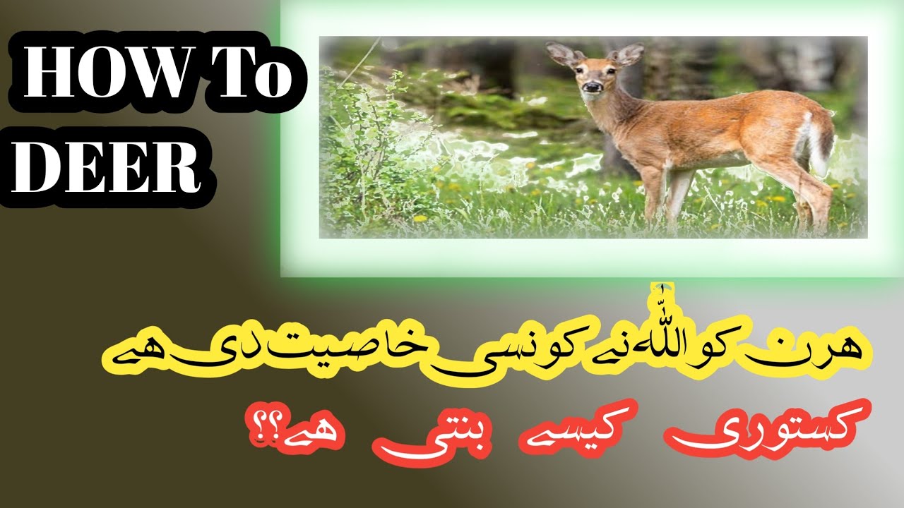 How to deer | hirn ko allah ne konsi khasiyat di hy | kasturi khushbo ...