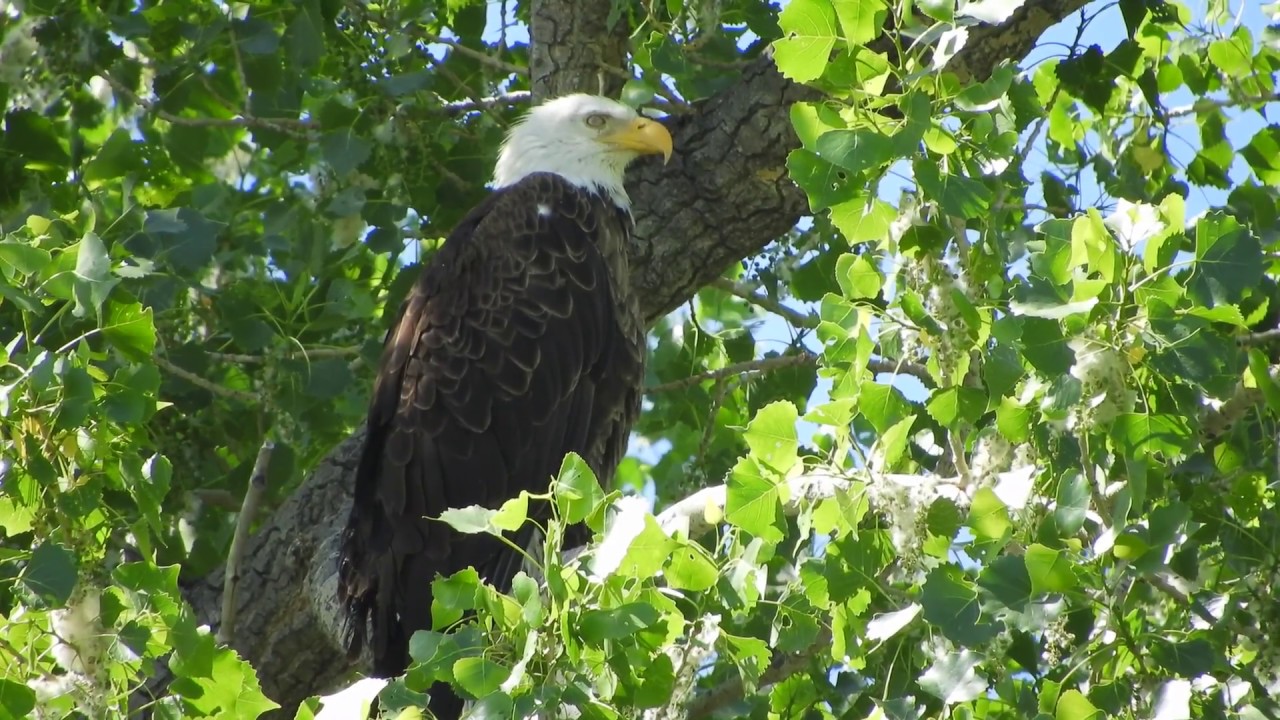 Bald Eagle Squawking at Red Tail Hawk! 4k - YouTube