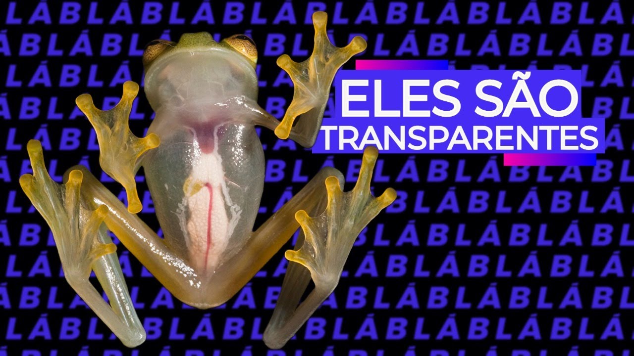 Como esses SAPOS são transparentes? - YouTube