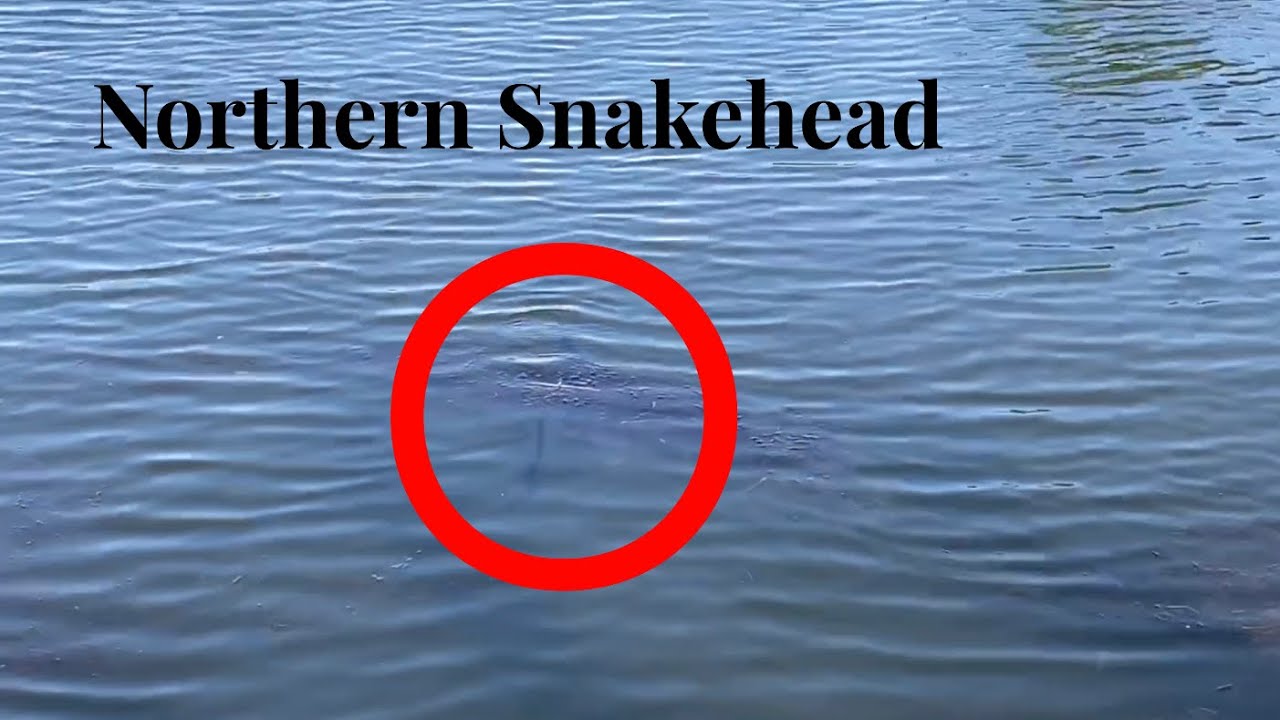 Northern Snakehead spawning in the Chesapeake Bay - YouTube