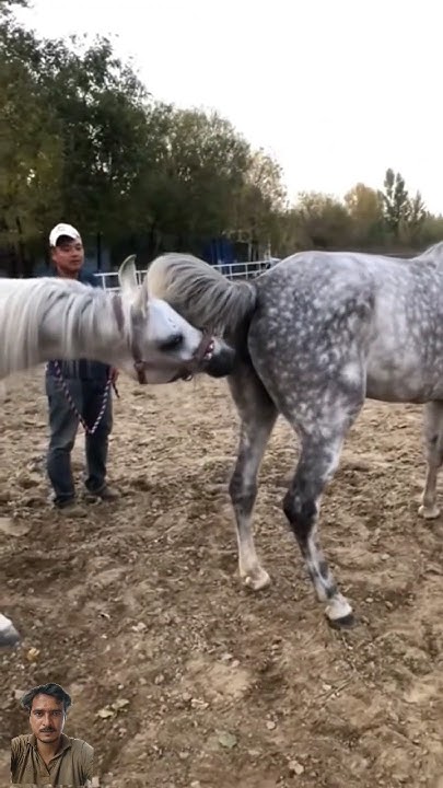 #animals #horse #love #compilation #horselover - YouTube