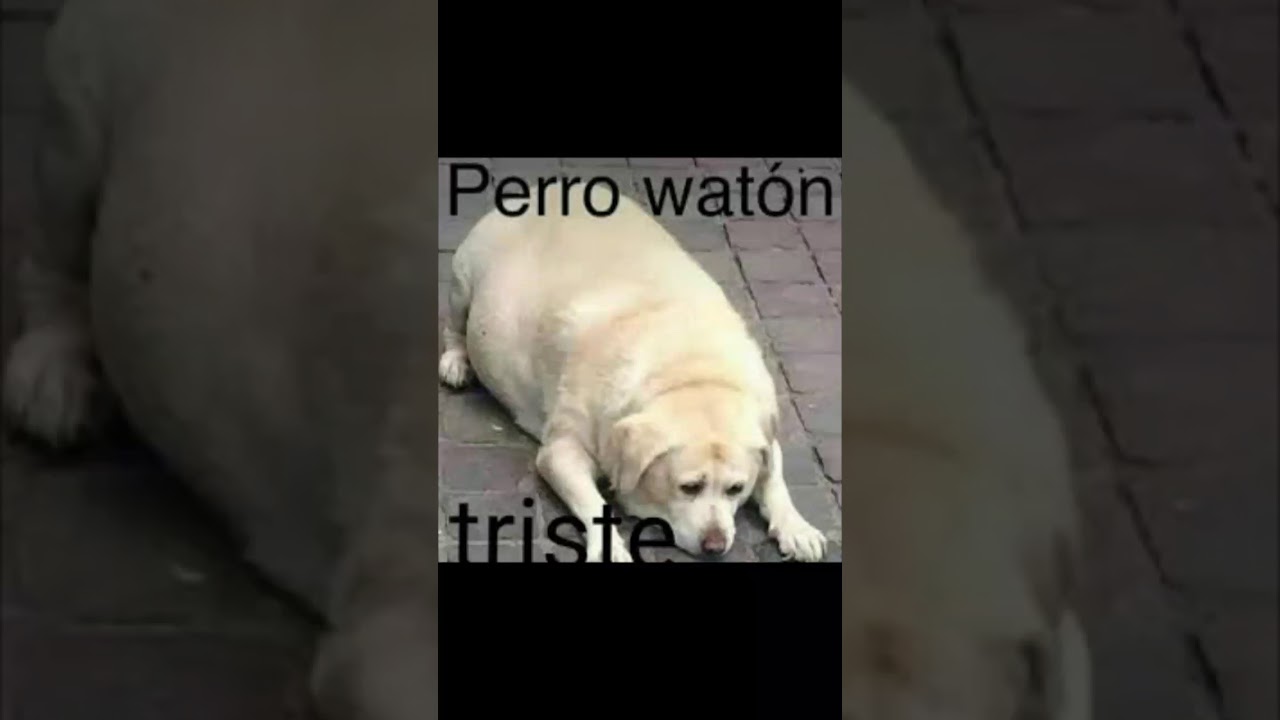 perro waton triste - YouTube