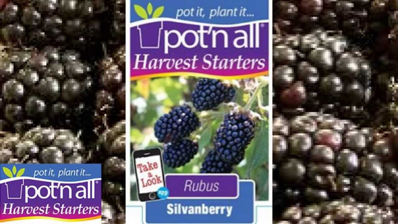 Silvanberry Available At Masters - YouTube