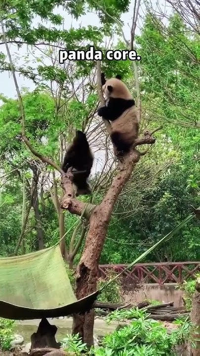 panda core 😂 - YouTube