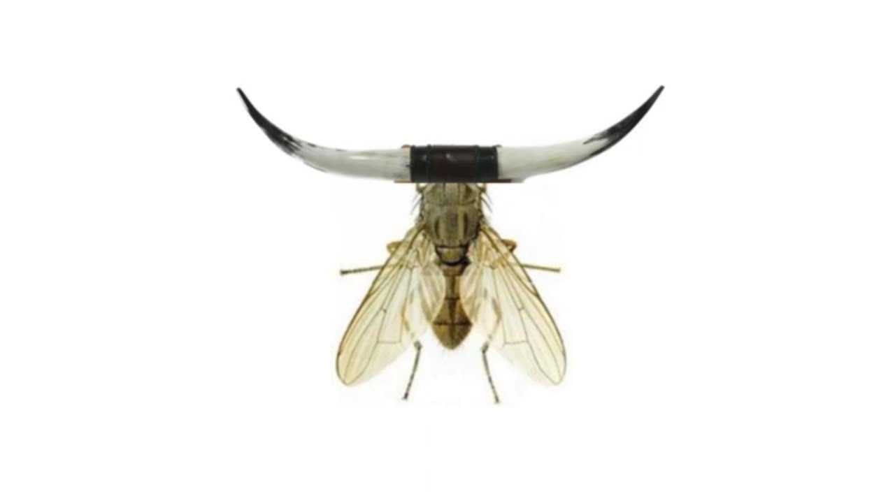 Horn Fly Control for the Belted Galloway Cattle | Belted Galloway ...