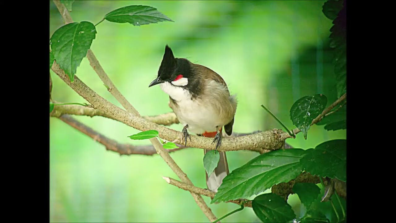 Red-whiskered Bulbul - Roodoorbuulbuul - YouTube