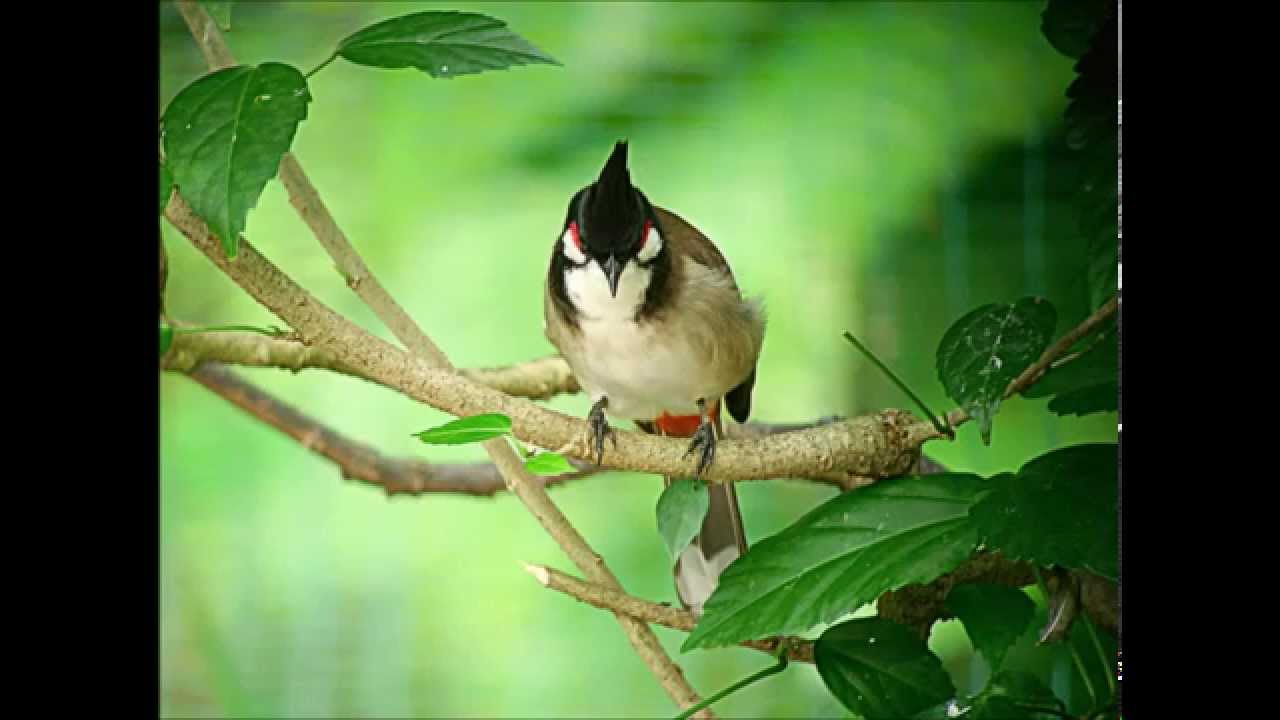Red-whiskered Bulbul - Roodoorbuulbuul - YouTube