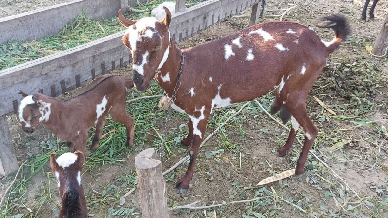 BARBARI GOAT Breed & Farming In Pakistan 2020||Pure BARBARI GOATS Ki ...