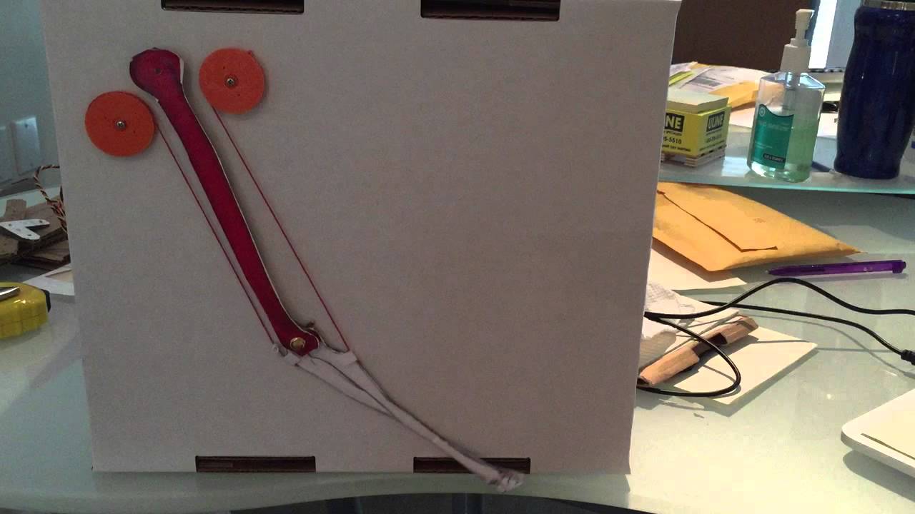 Model of the Elbow - YouTube