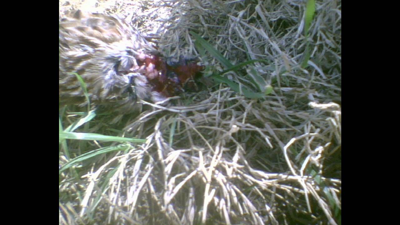 bird shot down with air rifle - YouTube