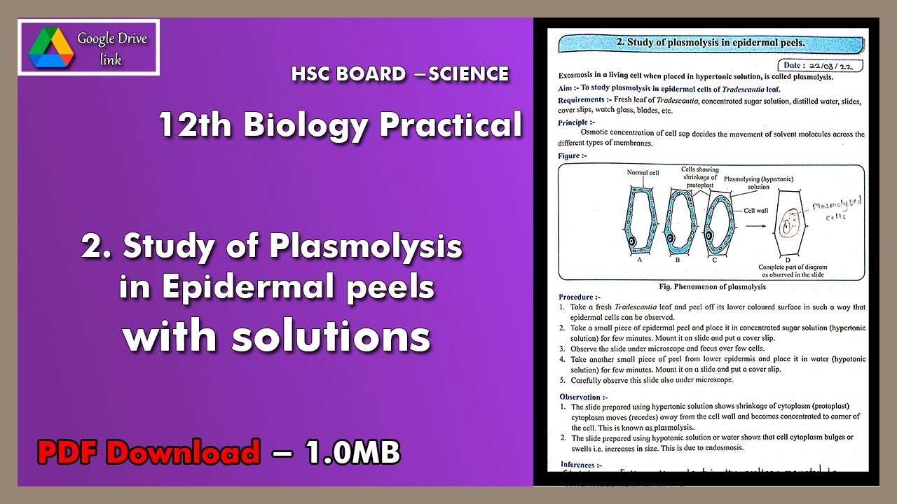 12th Biology Practical No.2 (A) [Science] ~Study of Plasmolysis in ...