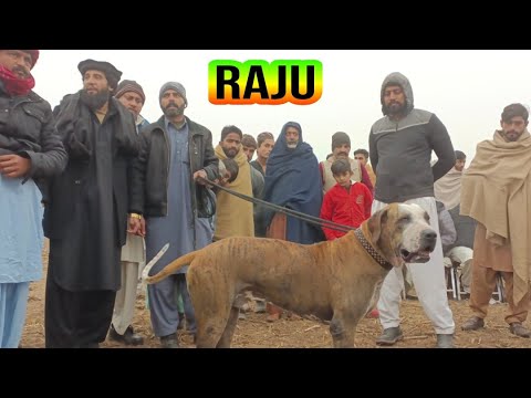 Bully kutta raju | raja mani | pakistani champion dog | sial daily vlog ...