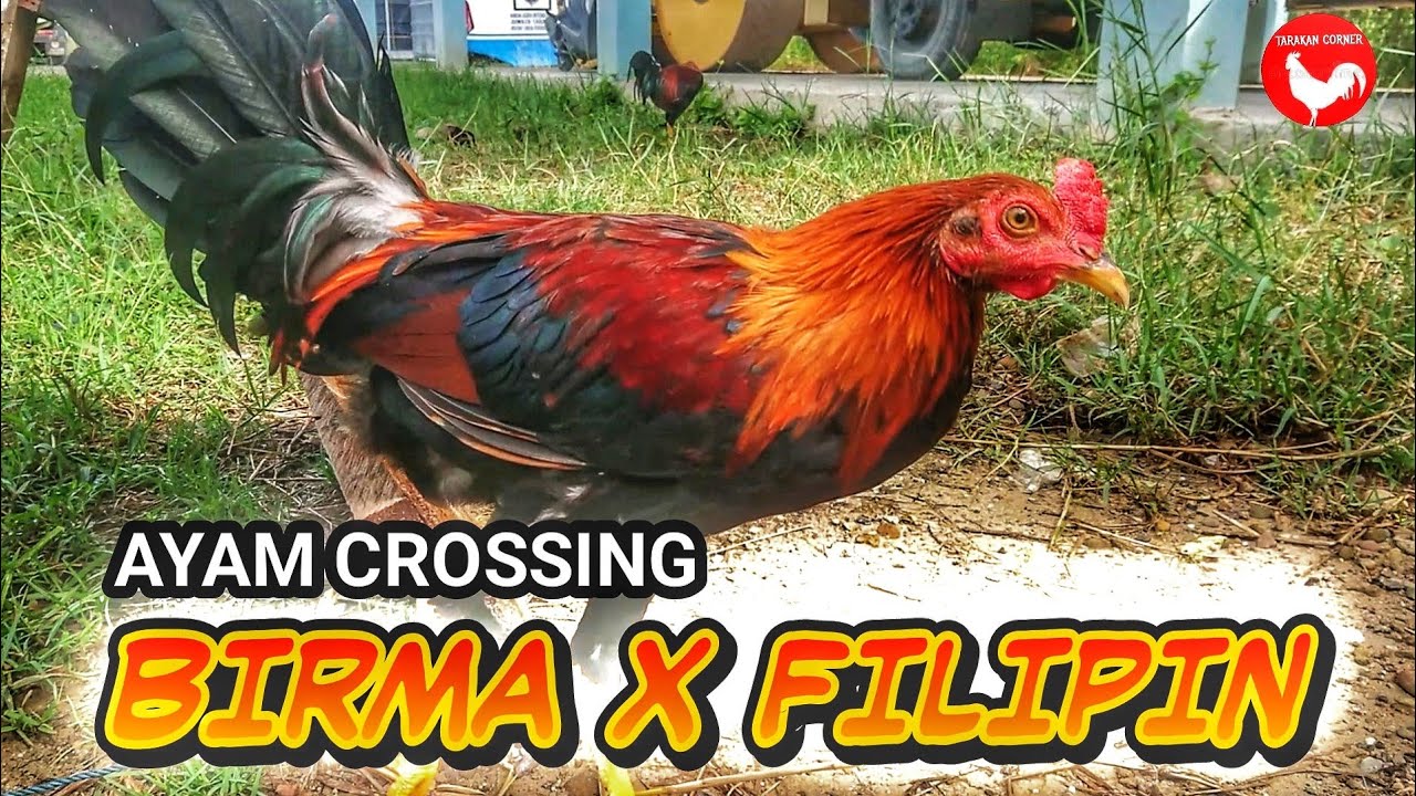 HASIL CROSSING/PERSILANGAN AYAM BIRMA X AYAM FILIPIN - YouTube