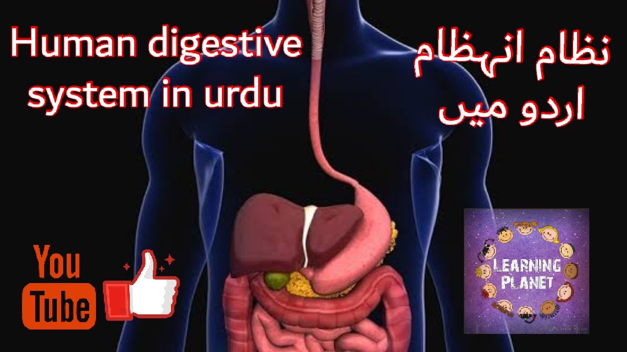 Human Digestive System In Urdu digestion digestivesystem stomach human-digestive-system-in-urdu-digestion-digestivesystem-stomach