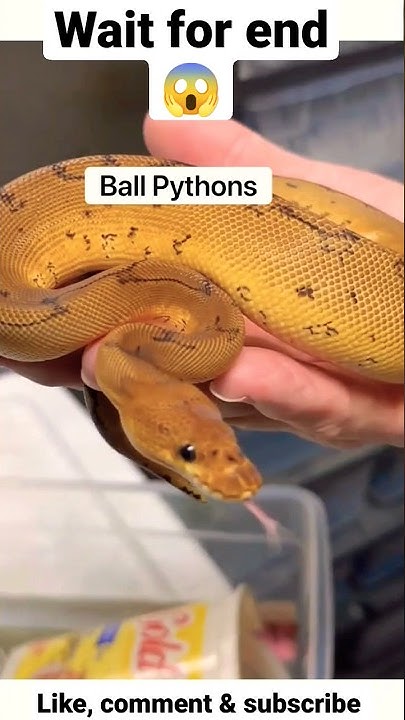Corn Snake vs Ball python: What Makes A Better Pet?🐍#shorts #shortsfeed ...