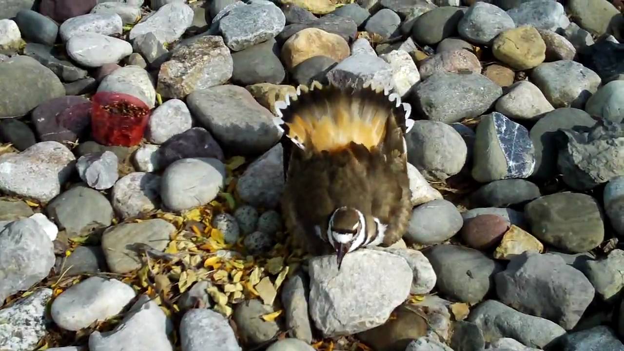 Killdeer bird guarding nest - YouTube