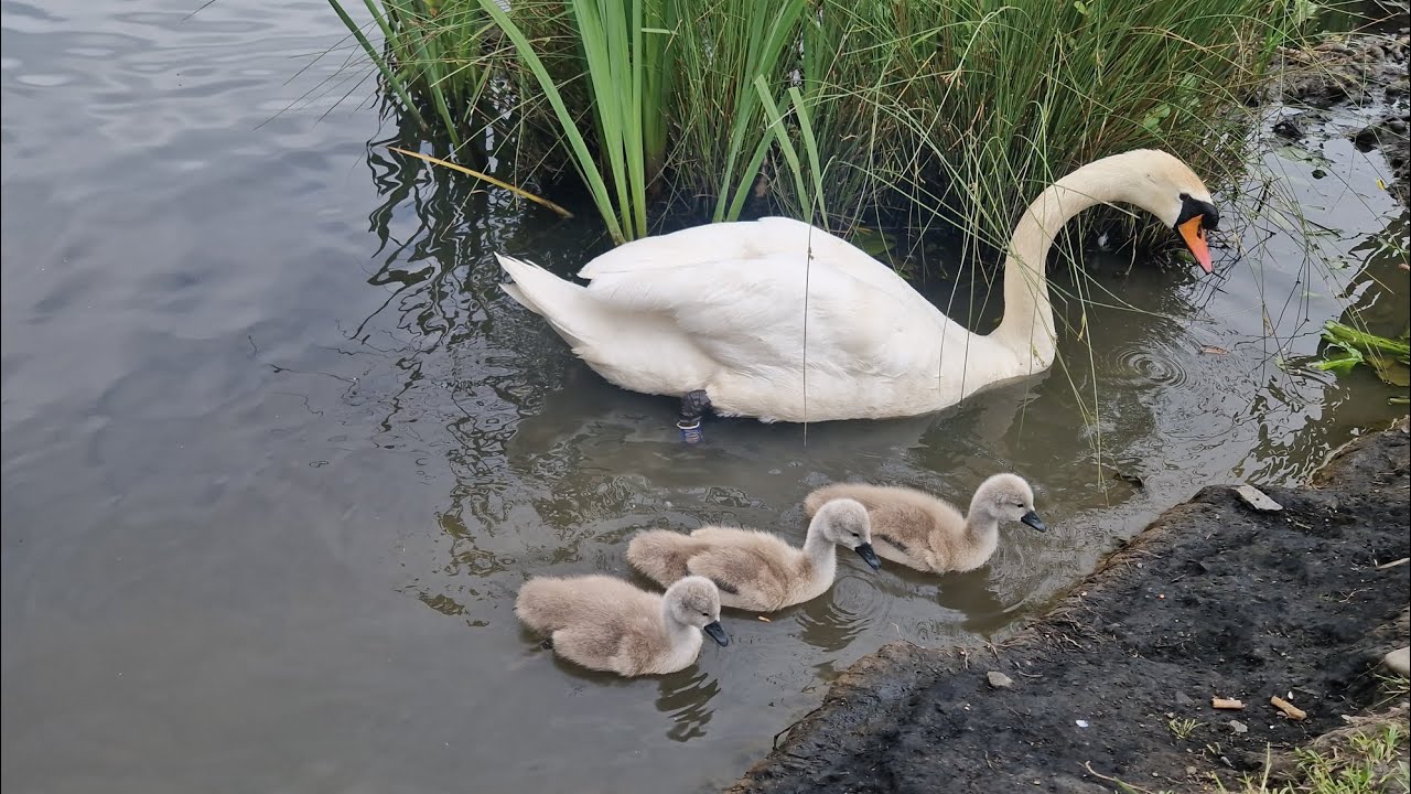 Happy swans beautiful new life at the lake 😍 ️ 💕 💙 - YouTube