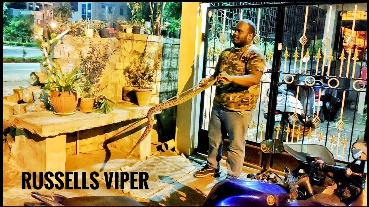 Late night rescue of A Russell's viper - YouTube