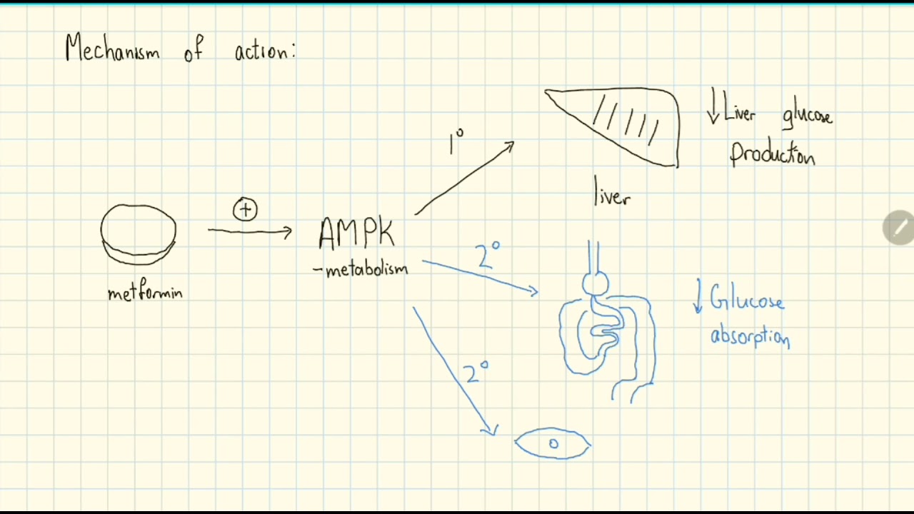 Metformin Explained in 2 Minutes - YouTube