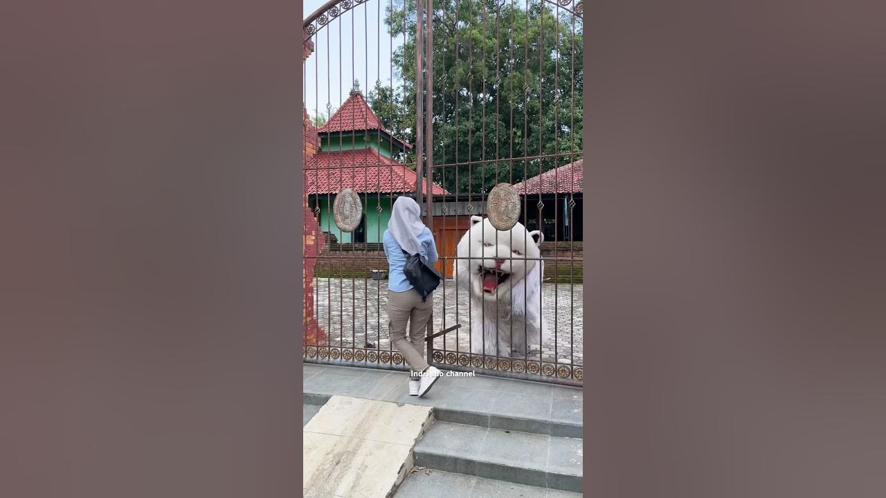 Can macanan di masukin ke kandang sama cewek cantik - YouTube