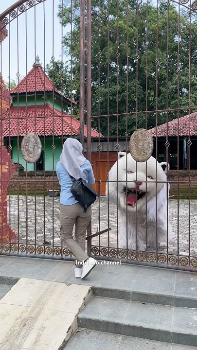 Can macanan di masukin ke kandang sama cewek cantik - YouTube