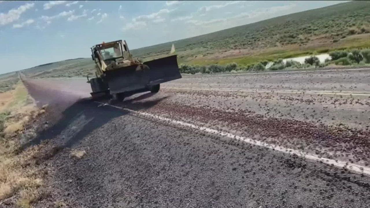 Mormon crickets taking over Idaho highway - YouTube