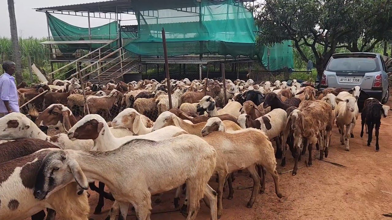 Alina Agro Farm Hyderabad | Goat Farming Management & Training ...