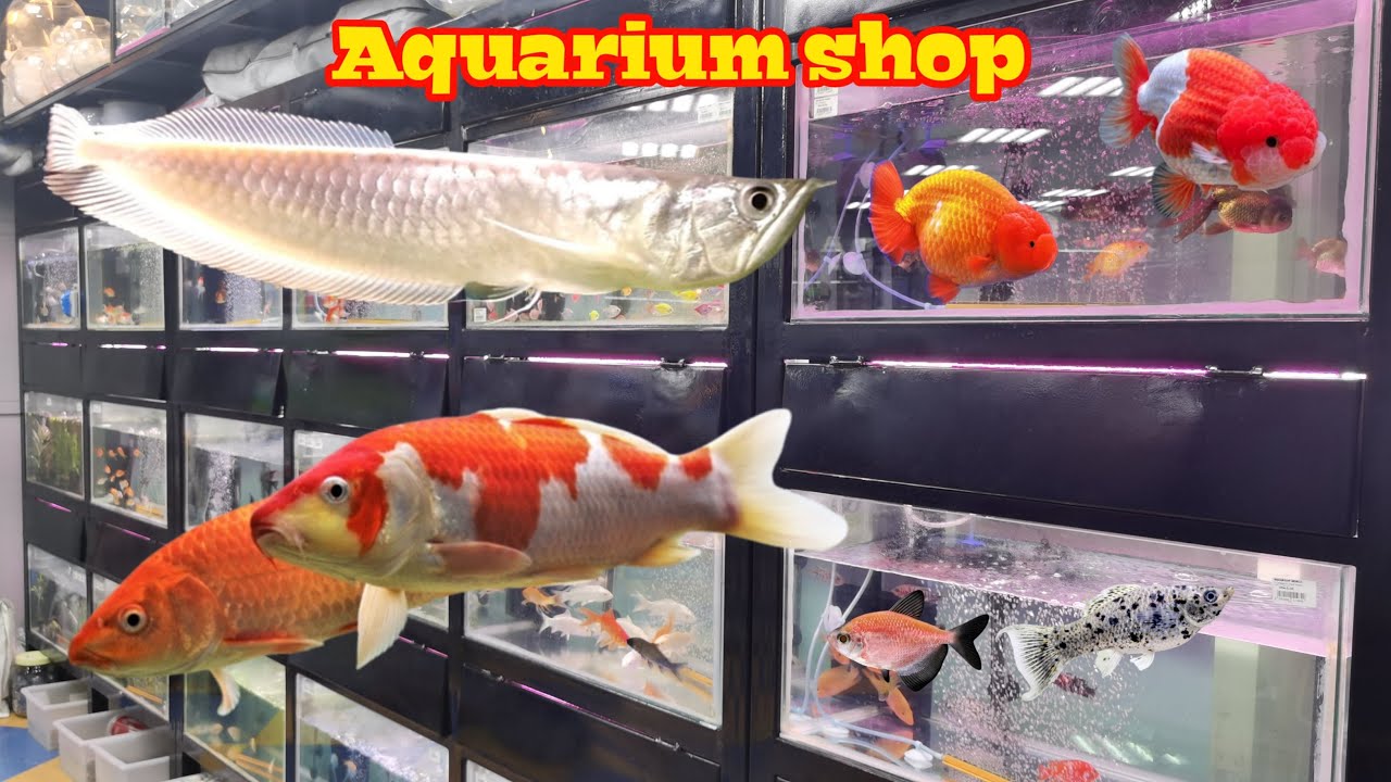 Aquarium shop visit || fish shop tour || beautiful exotic aquarium shop ...