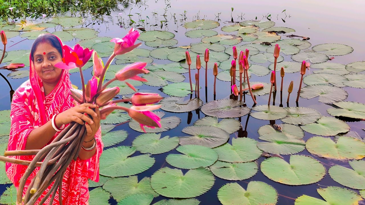 গ্রাম্য পদ্ধতিতে সেরা স্বাদে নিরামিষ লাল শাপলা রান্না। Lal Shapla Recipe । Niramish Shapla ...