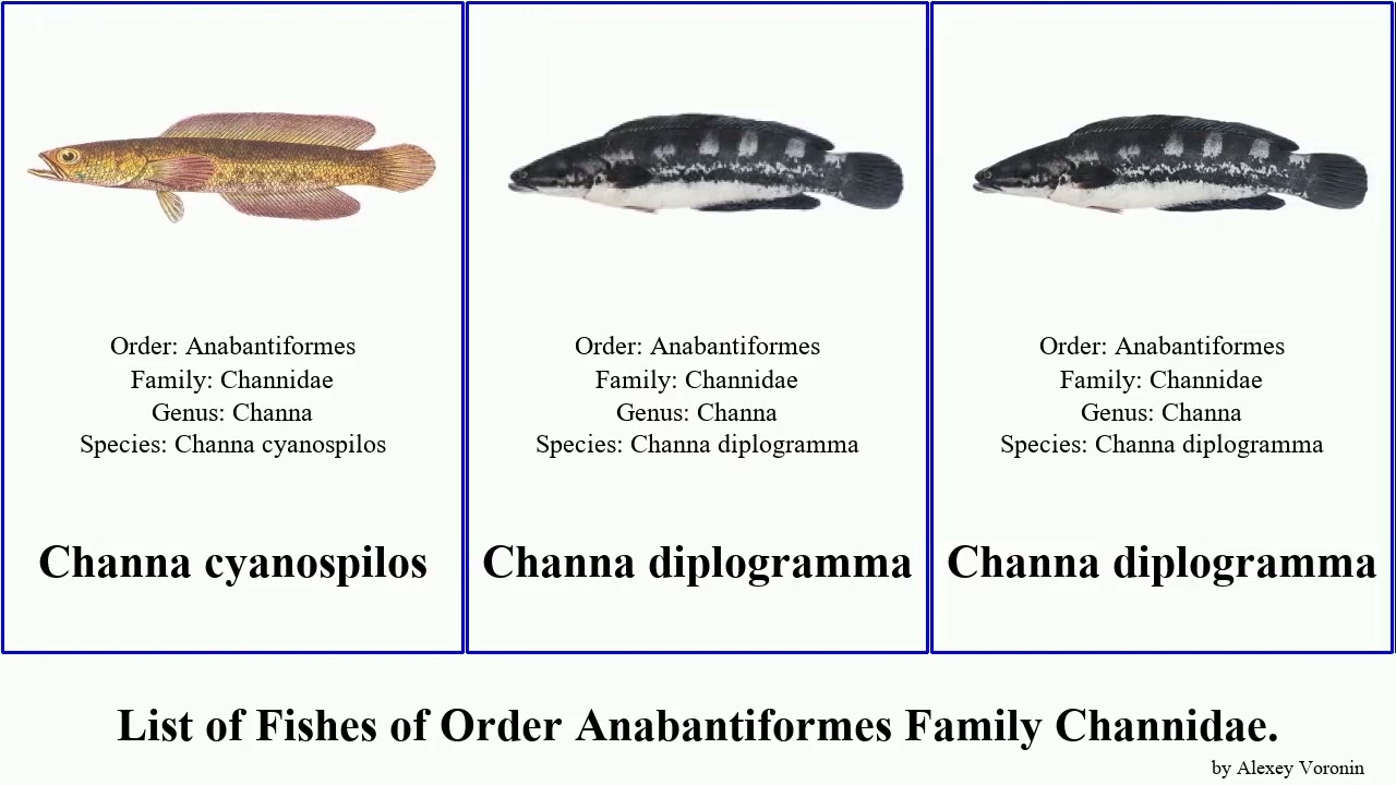 List of Fishes of Order Anabantiformes Family Channidae. channa ...