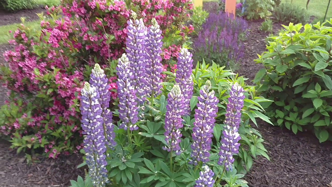 MINI GALLERY® BLUE LUPINUS | www.gardencrossings.com - YouTube
