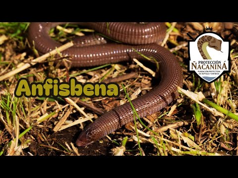 Anfisbena