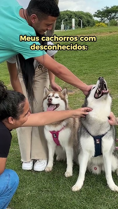 MEUS CACHORROS COMIGO vs DESCONHECIDOS - YouTube